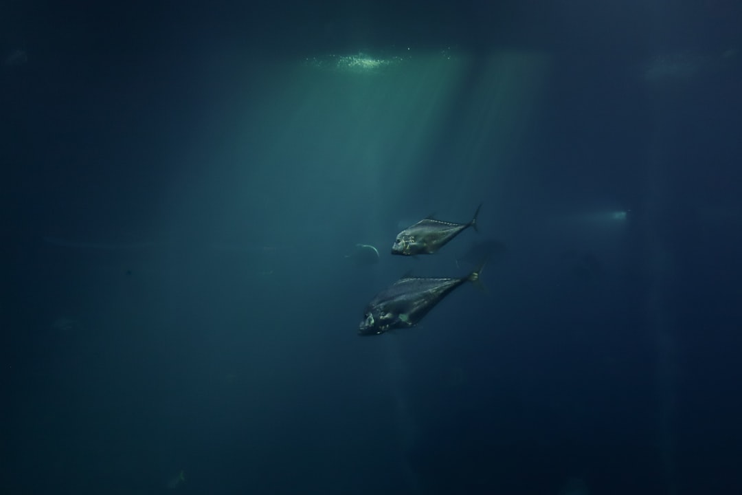 Mastering the Art of Diesel Electric Submarine Hunting