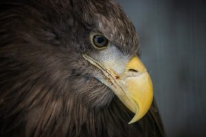 The Disaster of Operation Eagle Claw: A Case Study