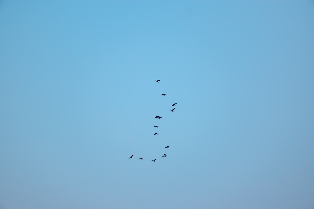 Mastering Vessel Convoy Formation Tactics