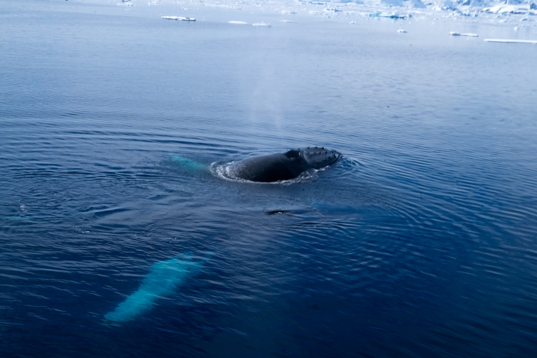 USS Halibut: The Submarine Espionage Story
