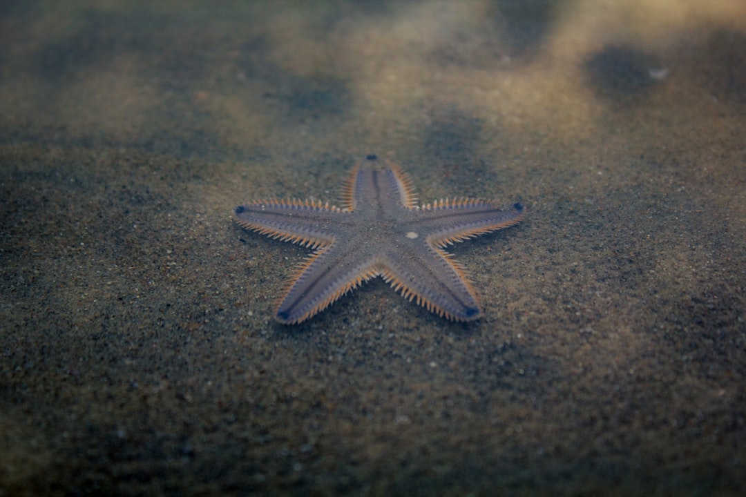 The Erasure of the Starfish Program Post-War